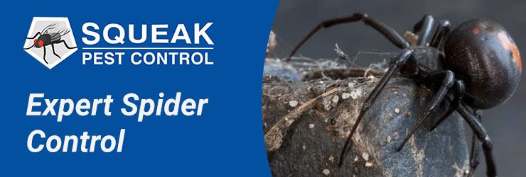 Spider Control | 0485997747 | Professional Pest Exterminators